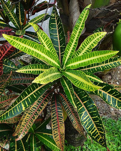 VEITCHII - Palmpedia - Palm Grower's Guide